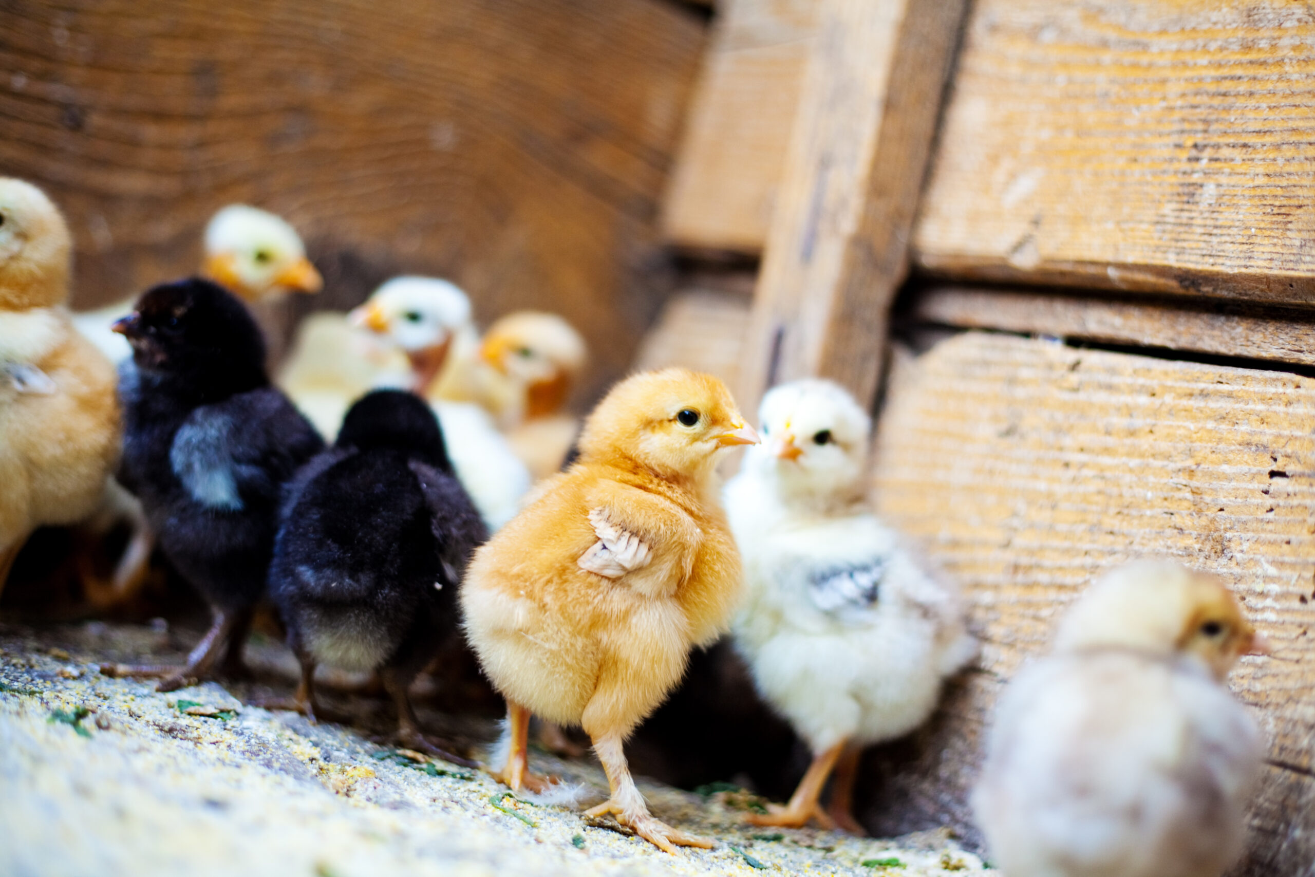 Raising Chickens for Eggs | A Complete Guide To Raising Backyard ...