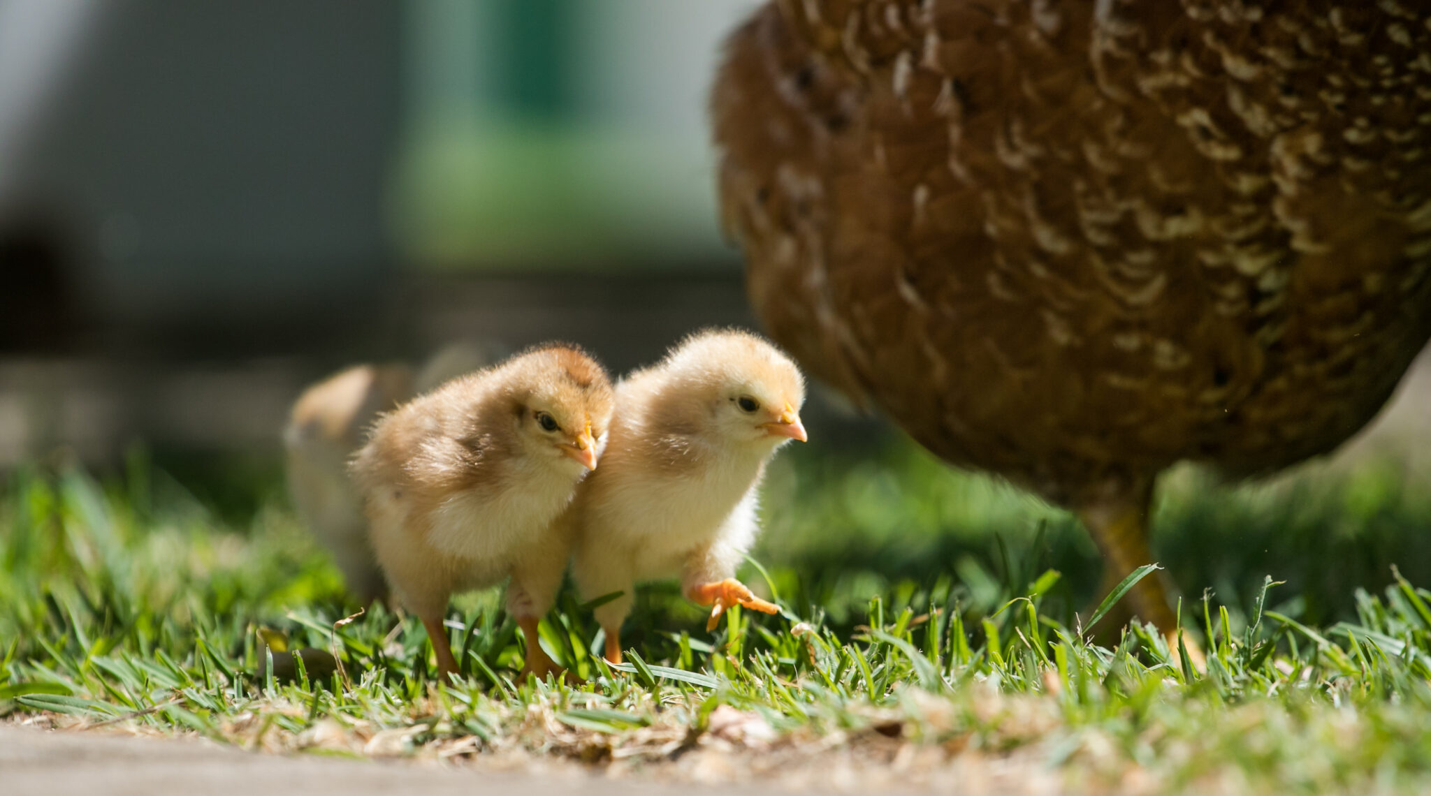 Broody Hen - What To Do With A Broody Hen - Generation Acres Farm